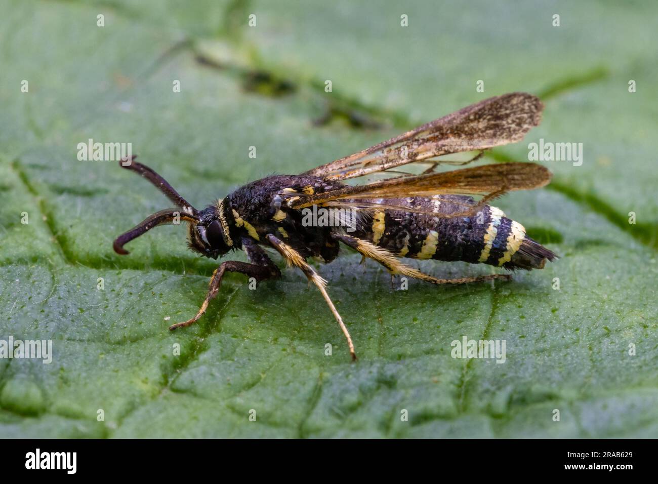 Dusky Clearwing (Paranthrene tabaniformis) - male wasp-mimic moth ...