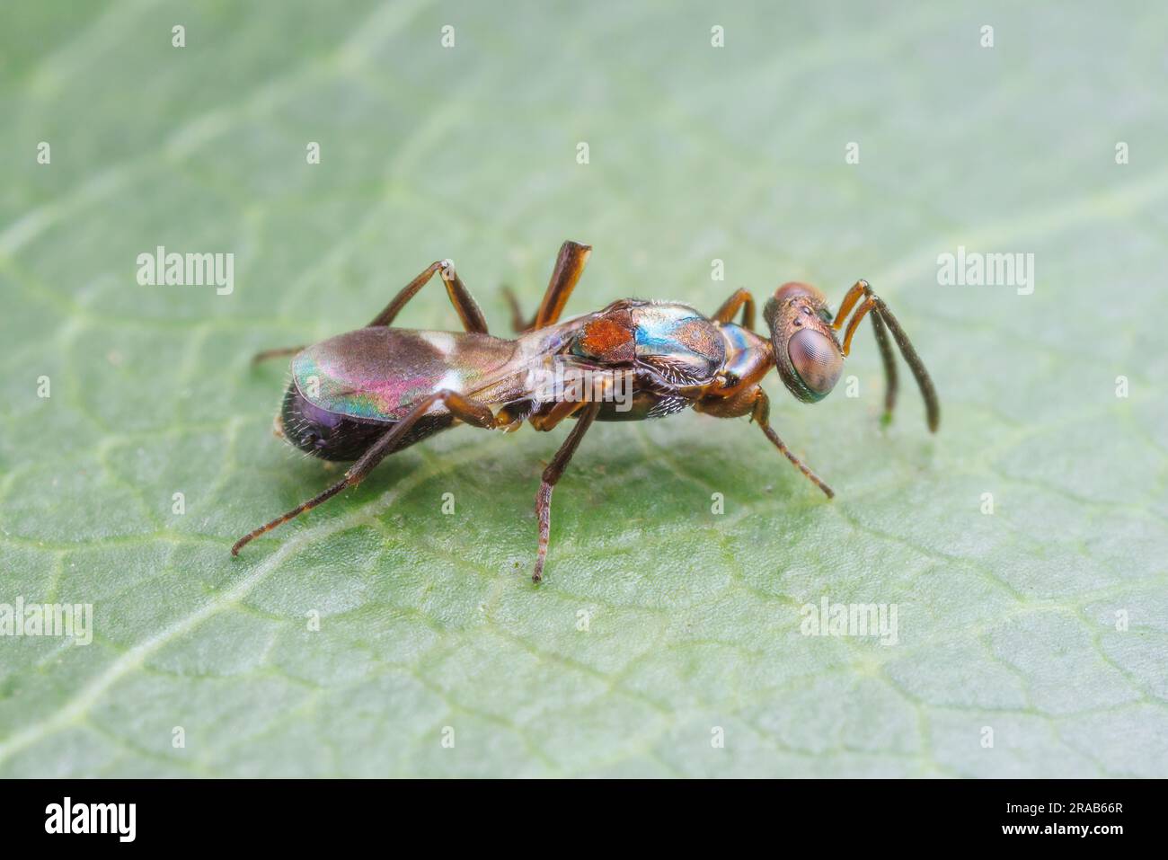 Anastatus hi-res stock photography and images - Alamy
