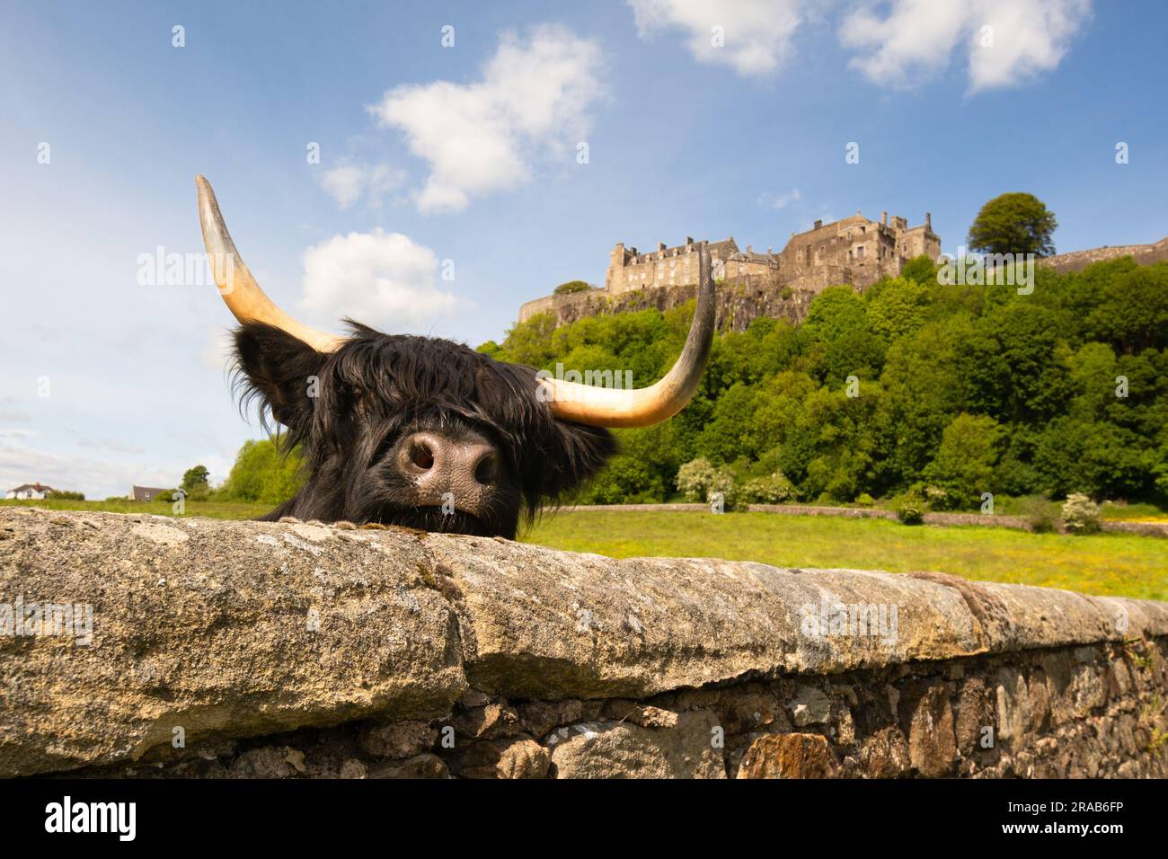 Highland cow peeking over wall in front of Stirling Castle, Scotland ...