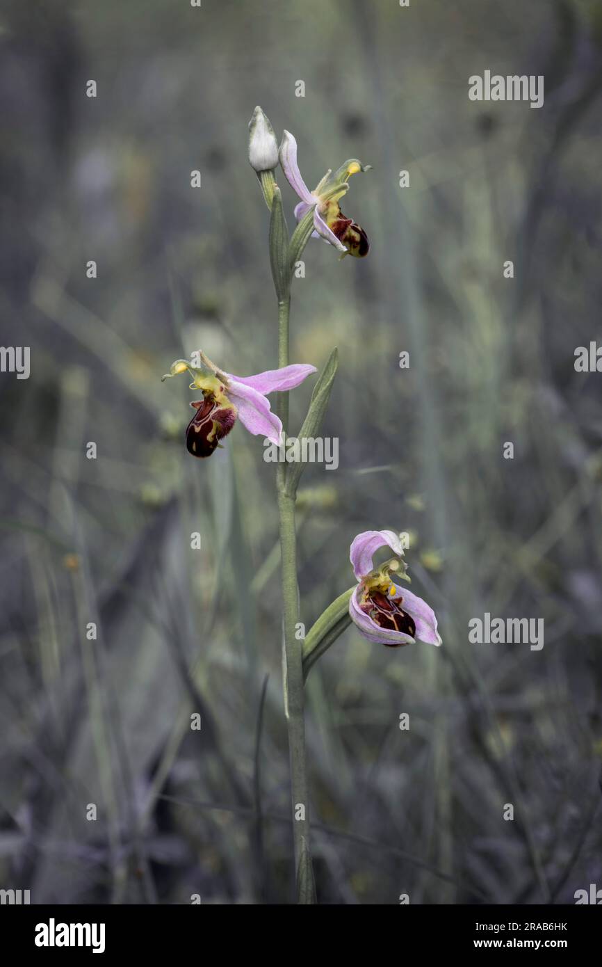 A wild bee orchid growing in a meadow. This orchid is quite uncommon ...