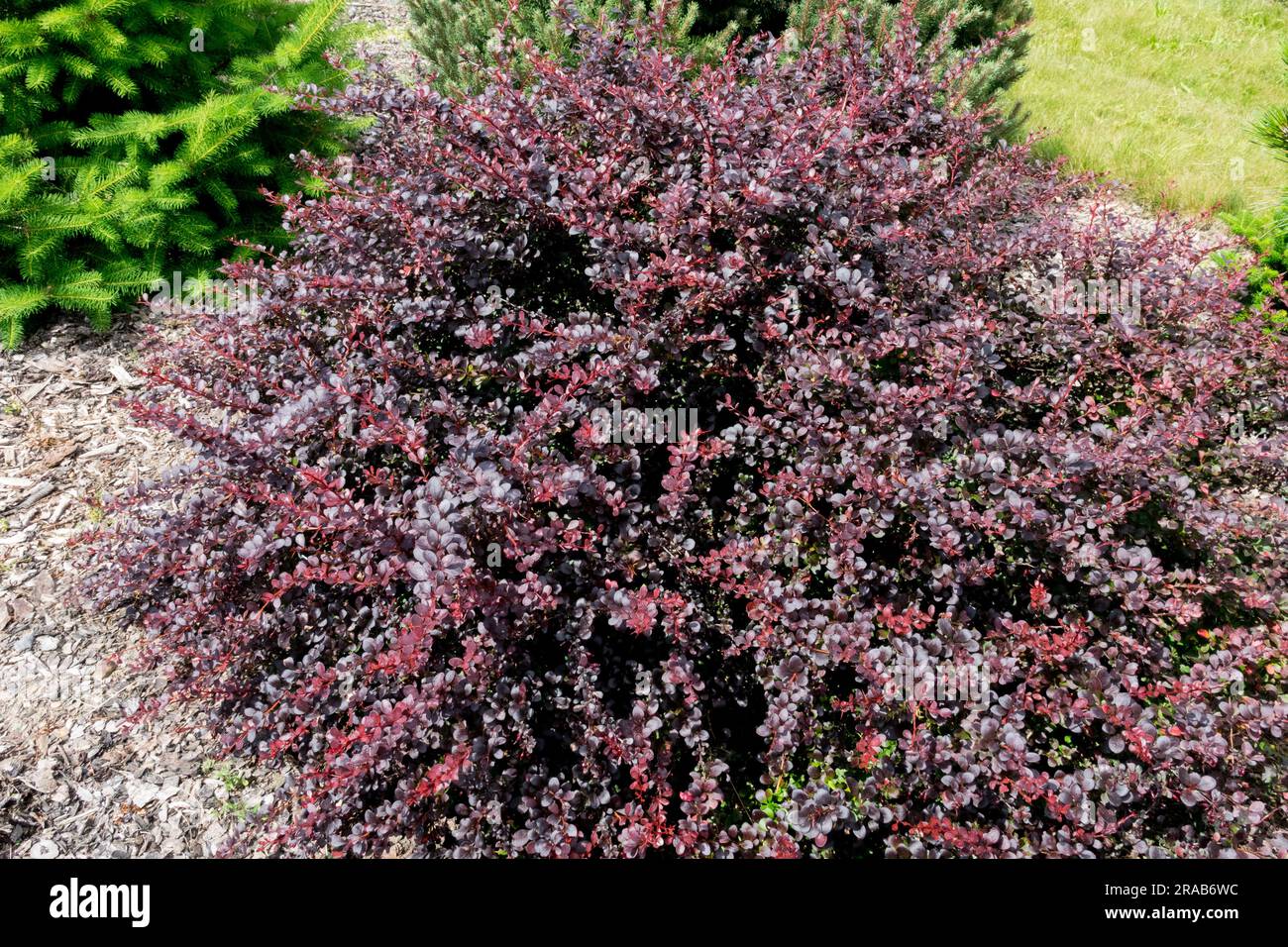 Japanese Barberry, Berberis thunbergii, Purple, Shrub, Garden, Berberis ...