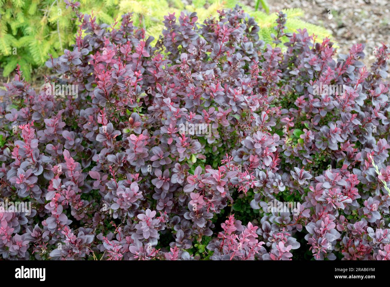 Berberis thunbergii "Concorde", Japanese Barberry in garden Stock Photo ...