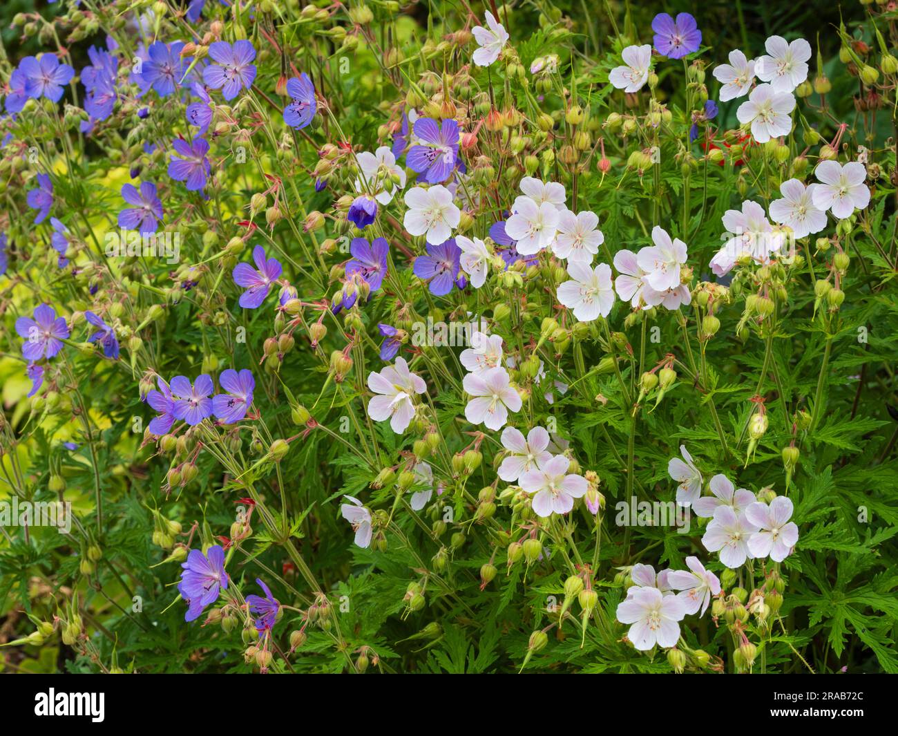 Blue and white forms of the UK native meadow cranesbill, Geranium ...