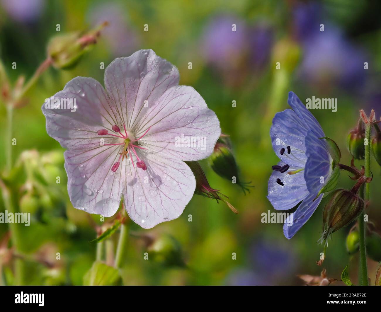 Blue and white forms of the UK native meadow cranesbill, Geranium ...