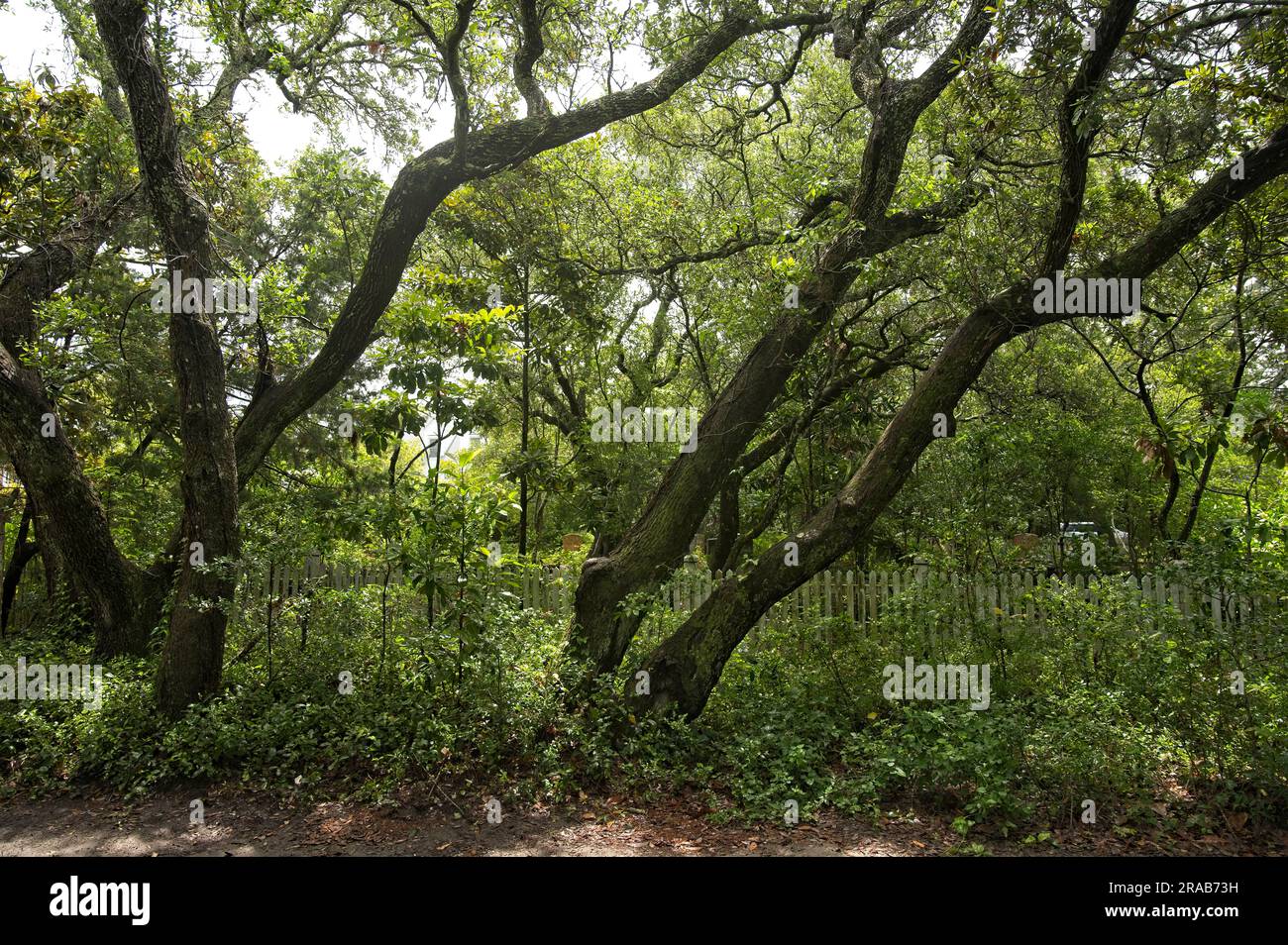 UNITED STATES - June 2023: Gnarled live oak trees on Ocracoke Island ...
