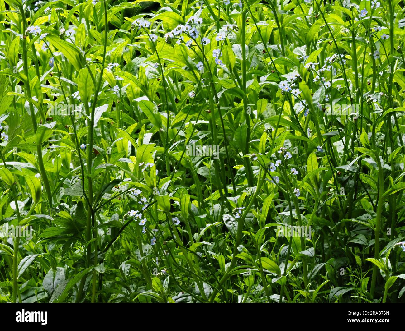 Blue flowers of the summer blooming marginal aquatic hardy perennial ...