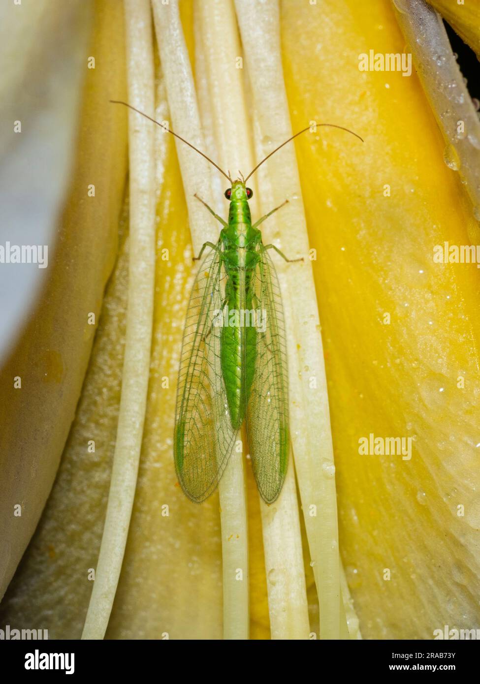 UK green lacewing of the Chrysoperla carnea group, an active aphid ...