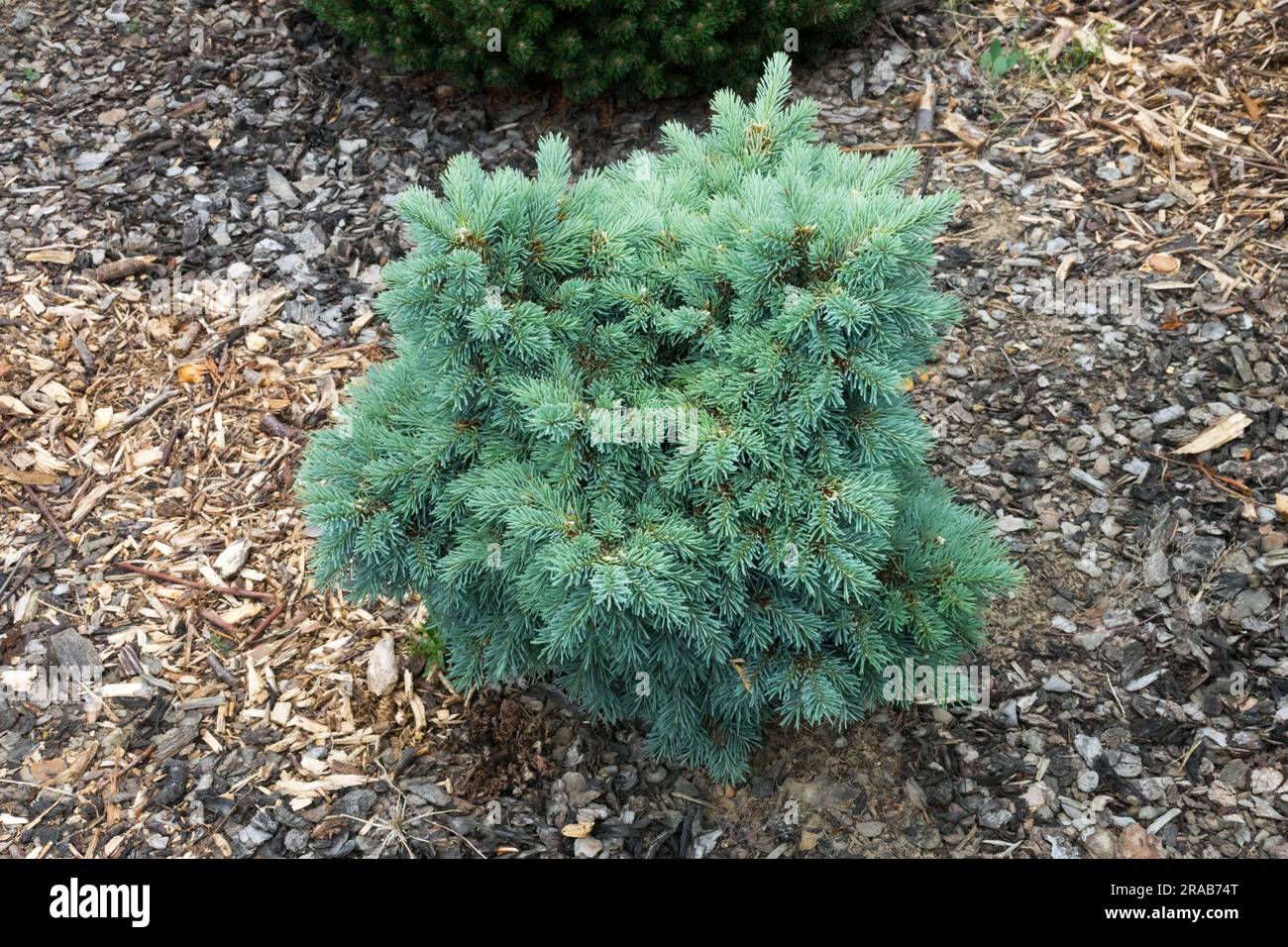 Dwarf douglas fir hi-res stock photography and images - Alamy