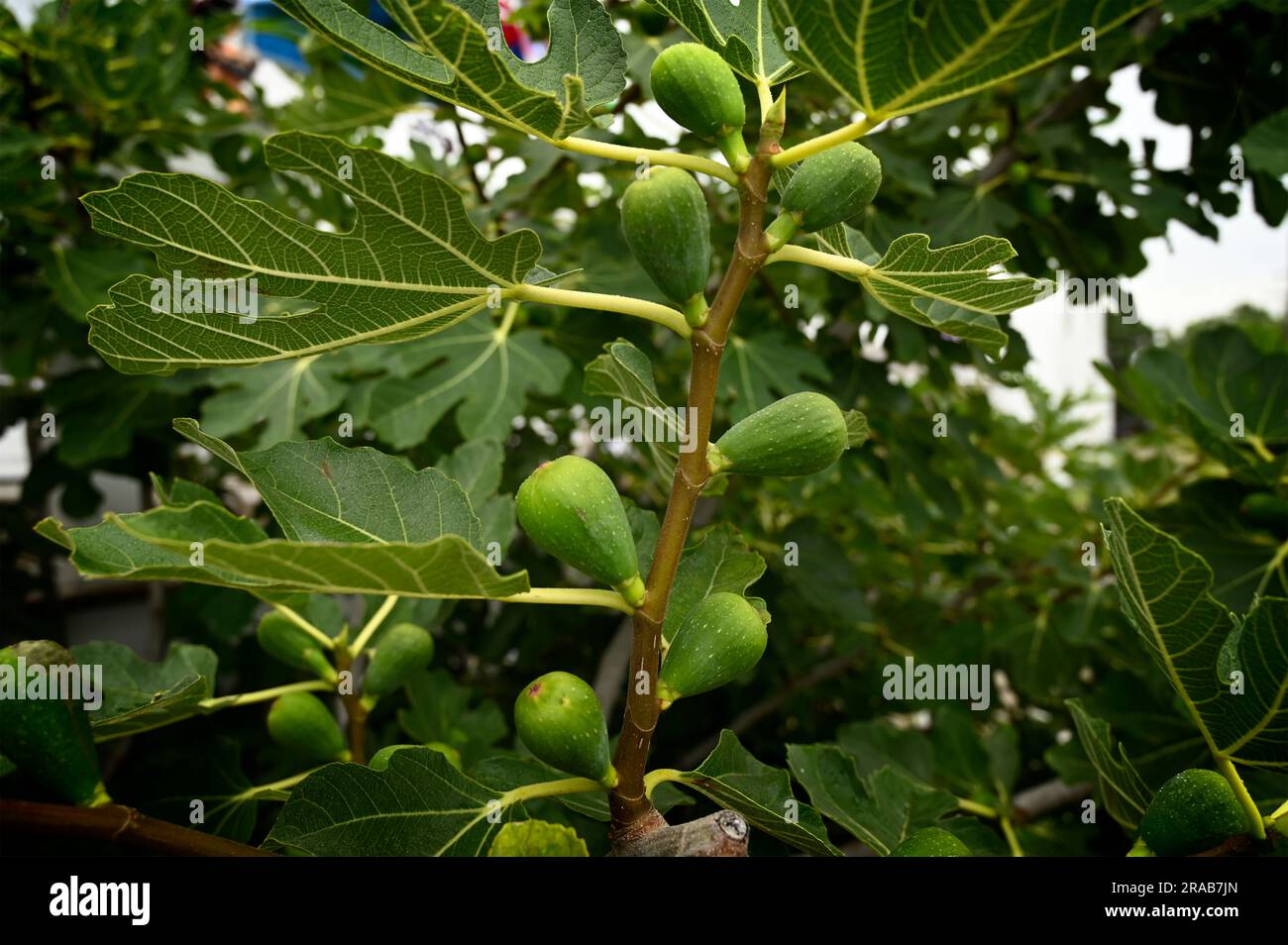 UNITED STATES - June 2023: Fig trees grow wild all over Ocracoke Island ...