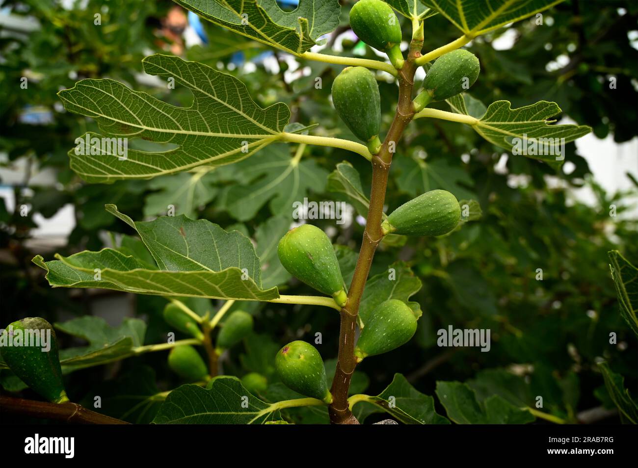 UNITED STATES - June 2023: Fig trees grow wild all over Ocracoke Island ...