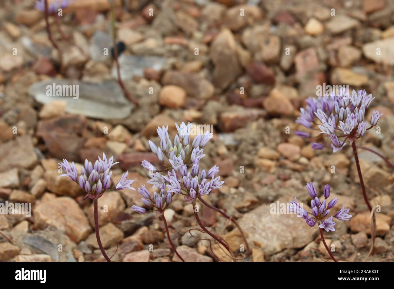 Parry Fringed Onion, Allium Parryi, a native perennial herb displaying ...