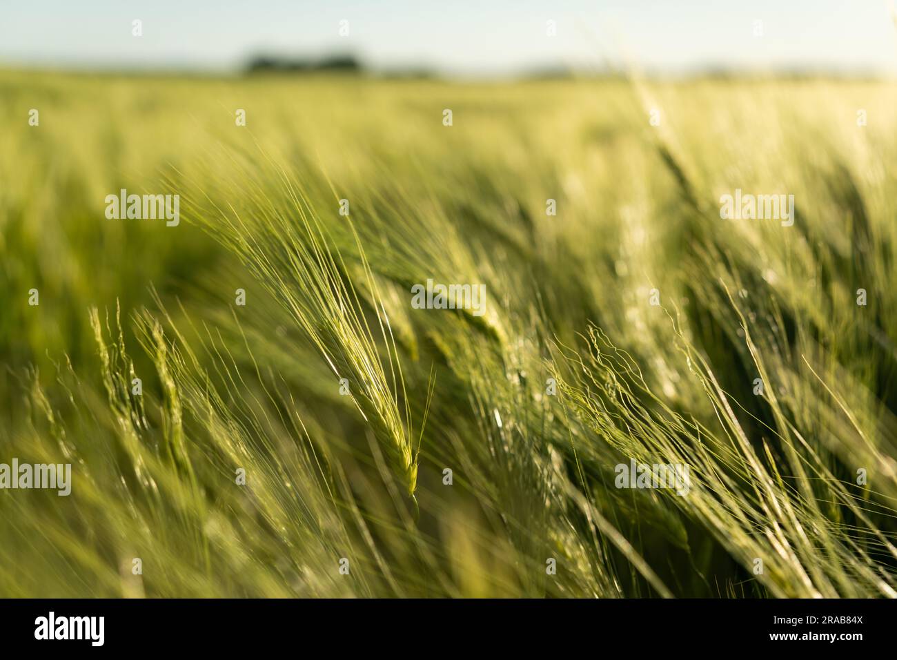 Green grain barley growing on field. Green barley is turning golden ...