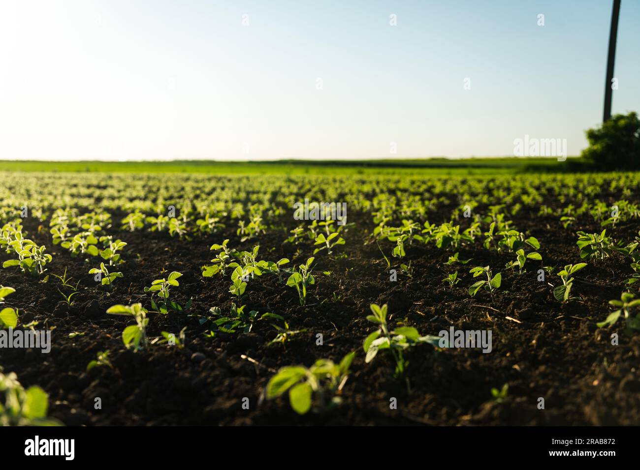 A field of young soybean shoots. Rows of soy plants on an agricultural ...