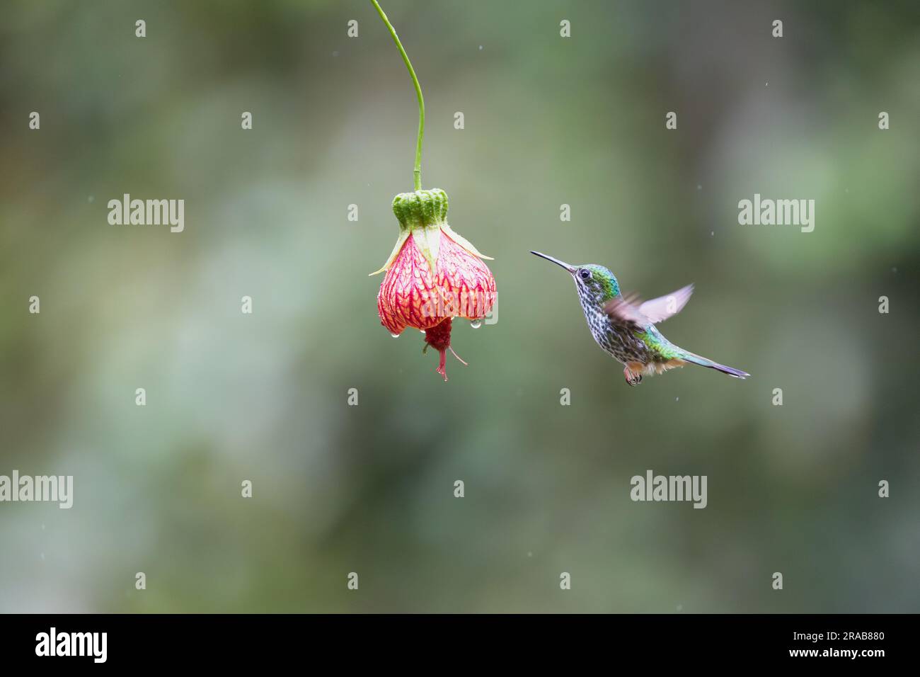 Ecuador cloud forest humming bird hi-res stock photography and images ...