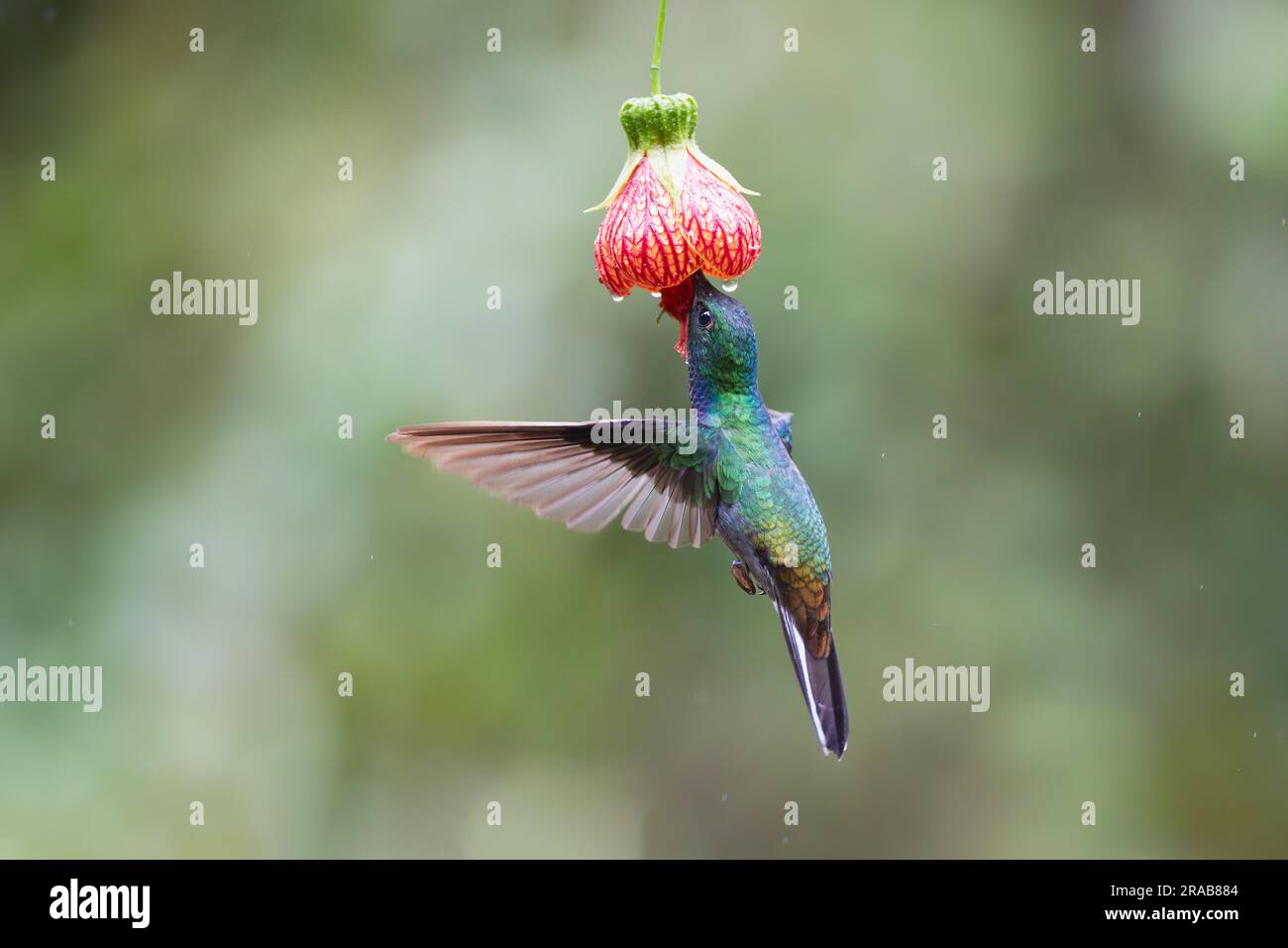 Hummingbird in a rain forest of Ecuador Stock Photo - Alamy