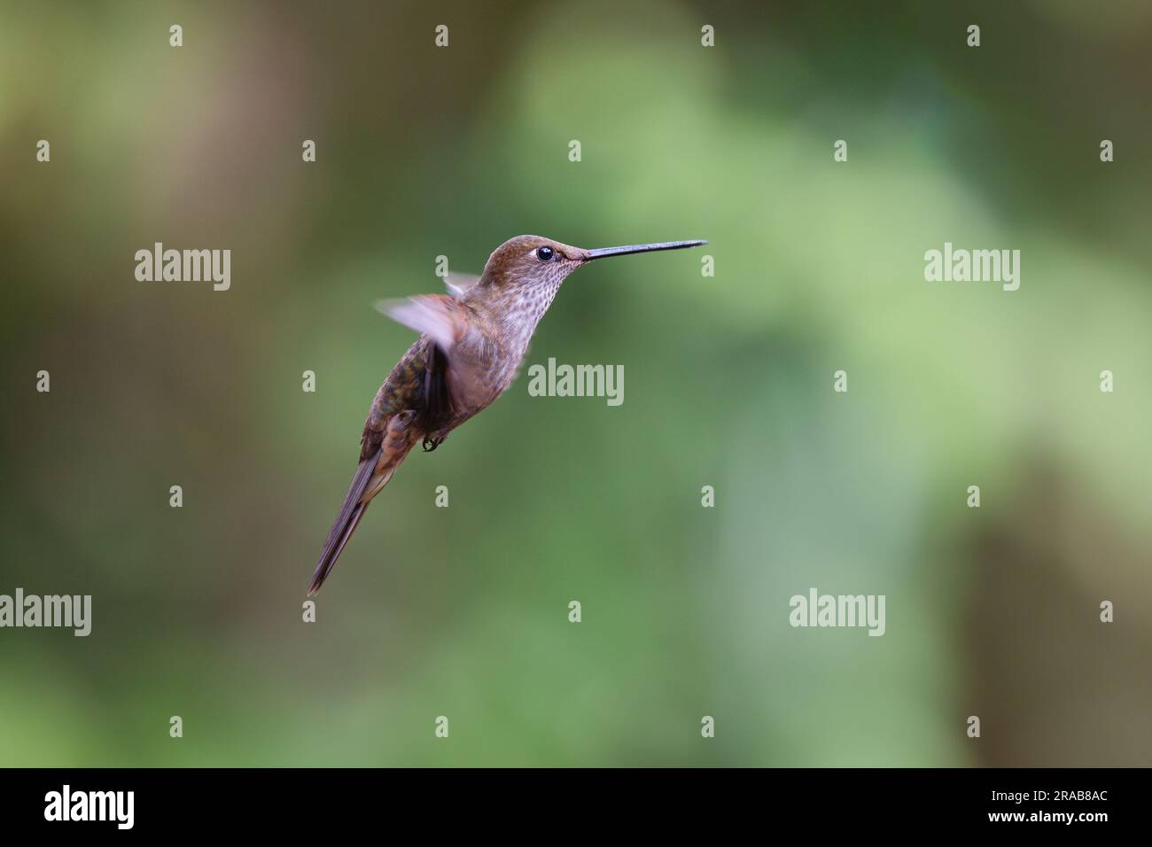 Hummingbird in a rain forest of Ecuador Stock Photo - Alamy