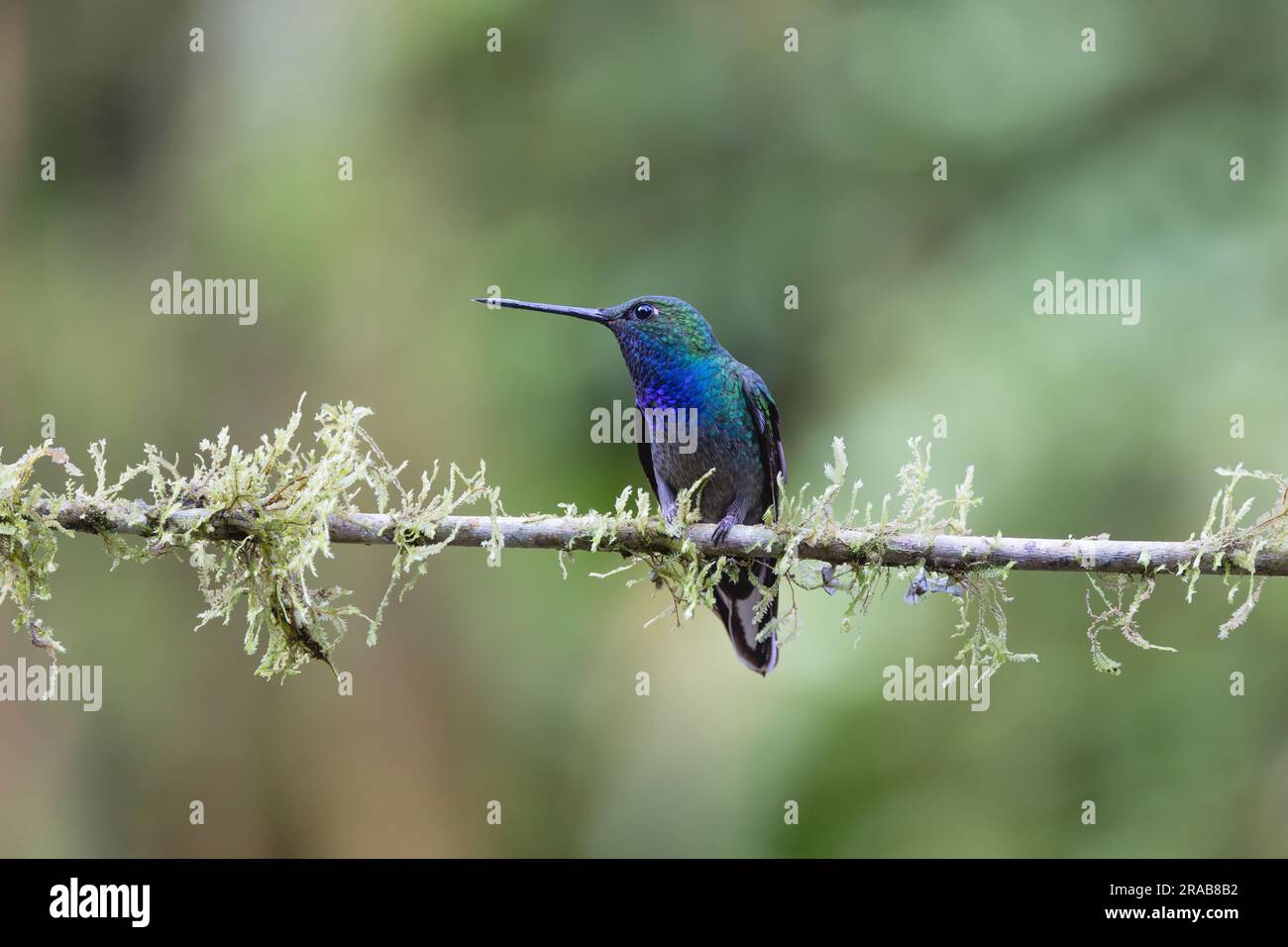 Ecuador cloud forest humming bird hi-res stock photography and images ...