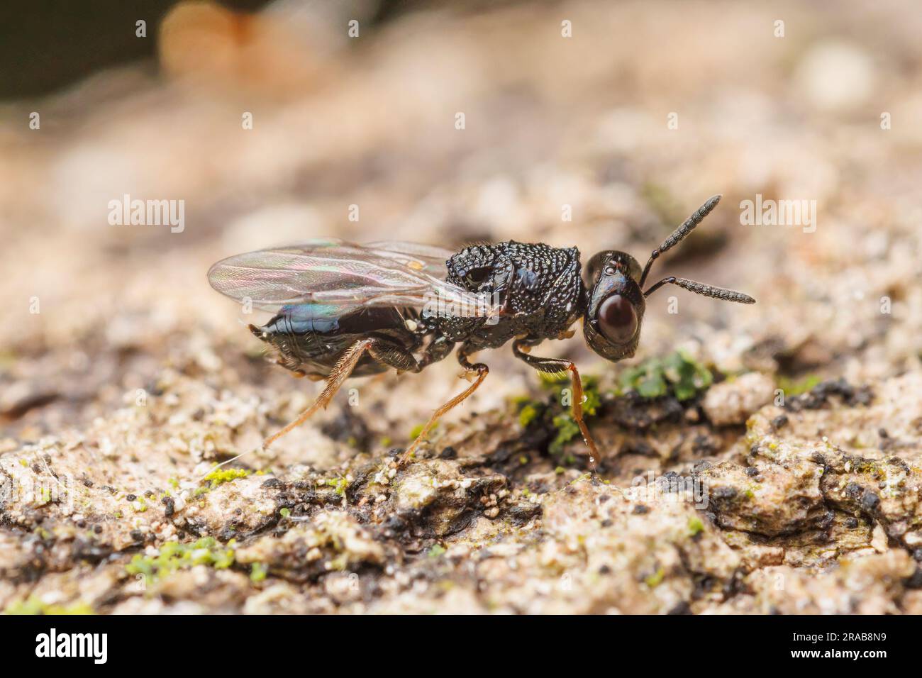 Perilampid Wasp (Steffanolampus salicetum) - Female Stock Photo - Alamy