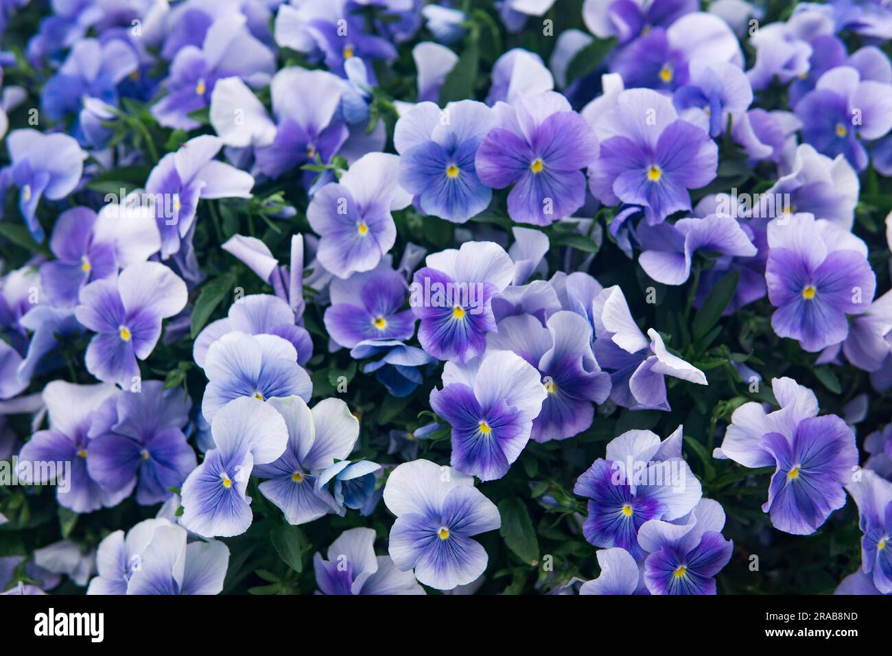 deep blue garden pansy flowers in a flower bed Stock Photo - Alamy