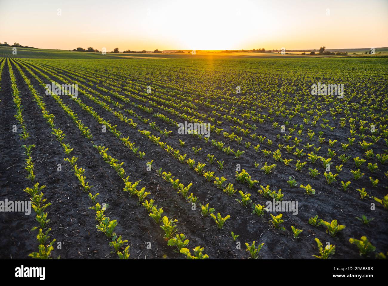 Sugar beets grow in rows on plantations. Farm fields on the slopes of ...