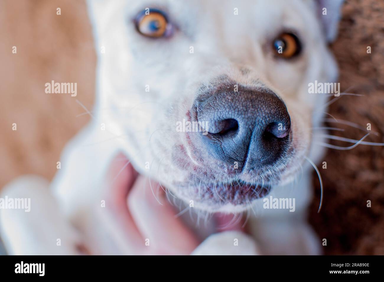 Muzzle part of the body hi-res stock photography and images - Alamy