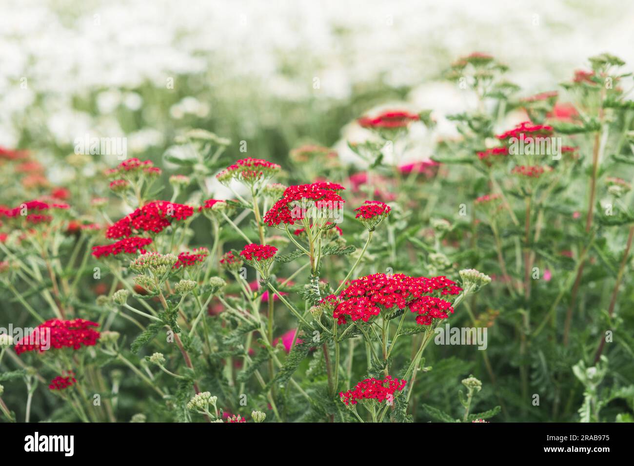 red flowers of ornamental cultivar yarrow on a foggy day close-up Stock ...