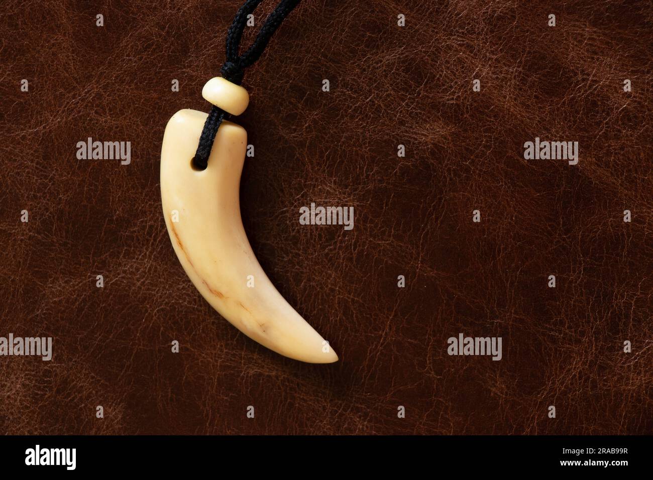 animal fang as a talisman on a lace lies on skin Stock Photo - Alamy