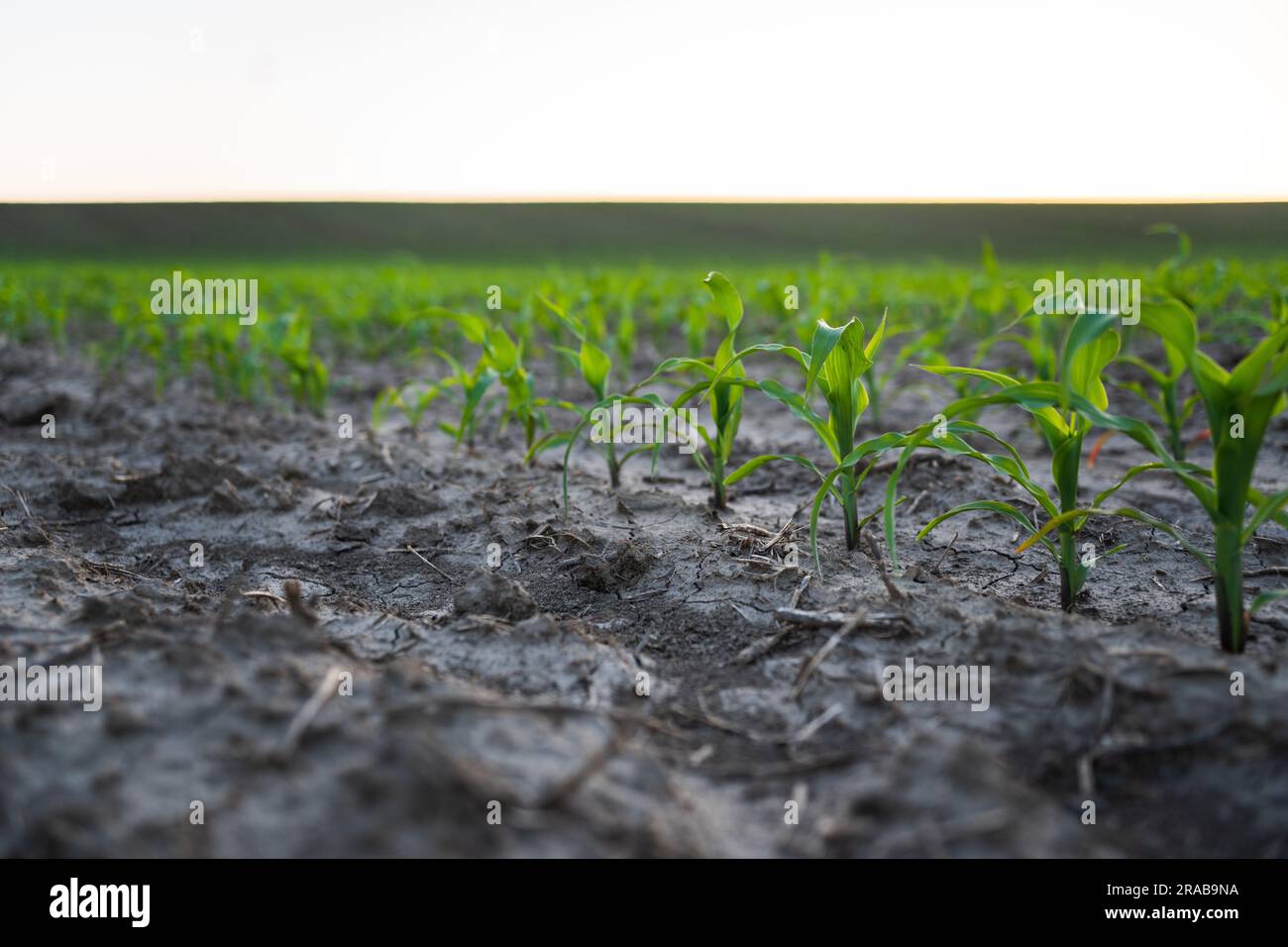 Growing young green corn seedling sprouts in cultivated agricultural ...
