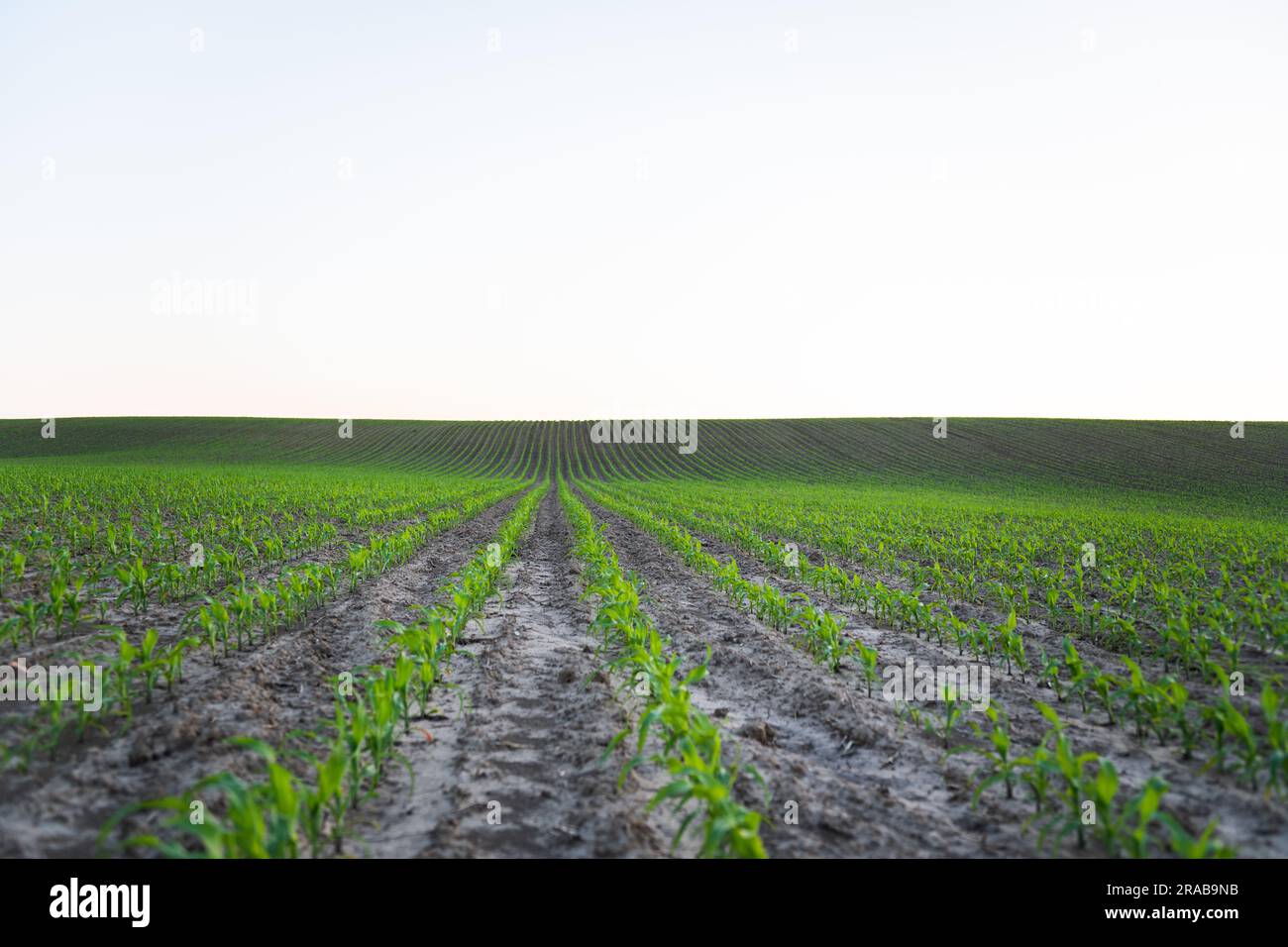 Maize corn seedling in the agricultural plantation in the evening ...