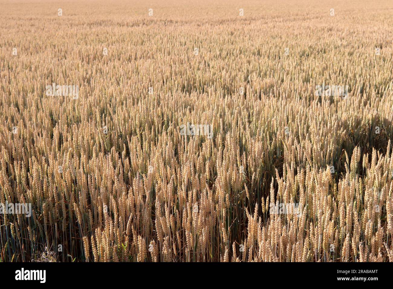 Grain Field Just Before Harvest Stock Photo - Alamy