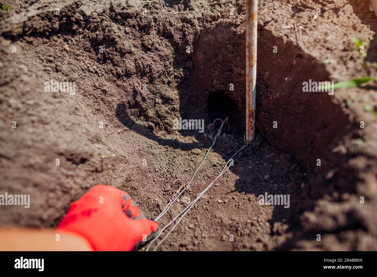 Gardener sets up mole trap in runway using metal hooks. Placing ...