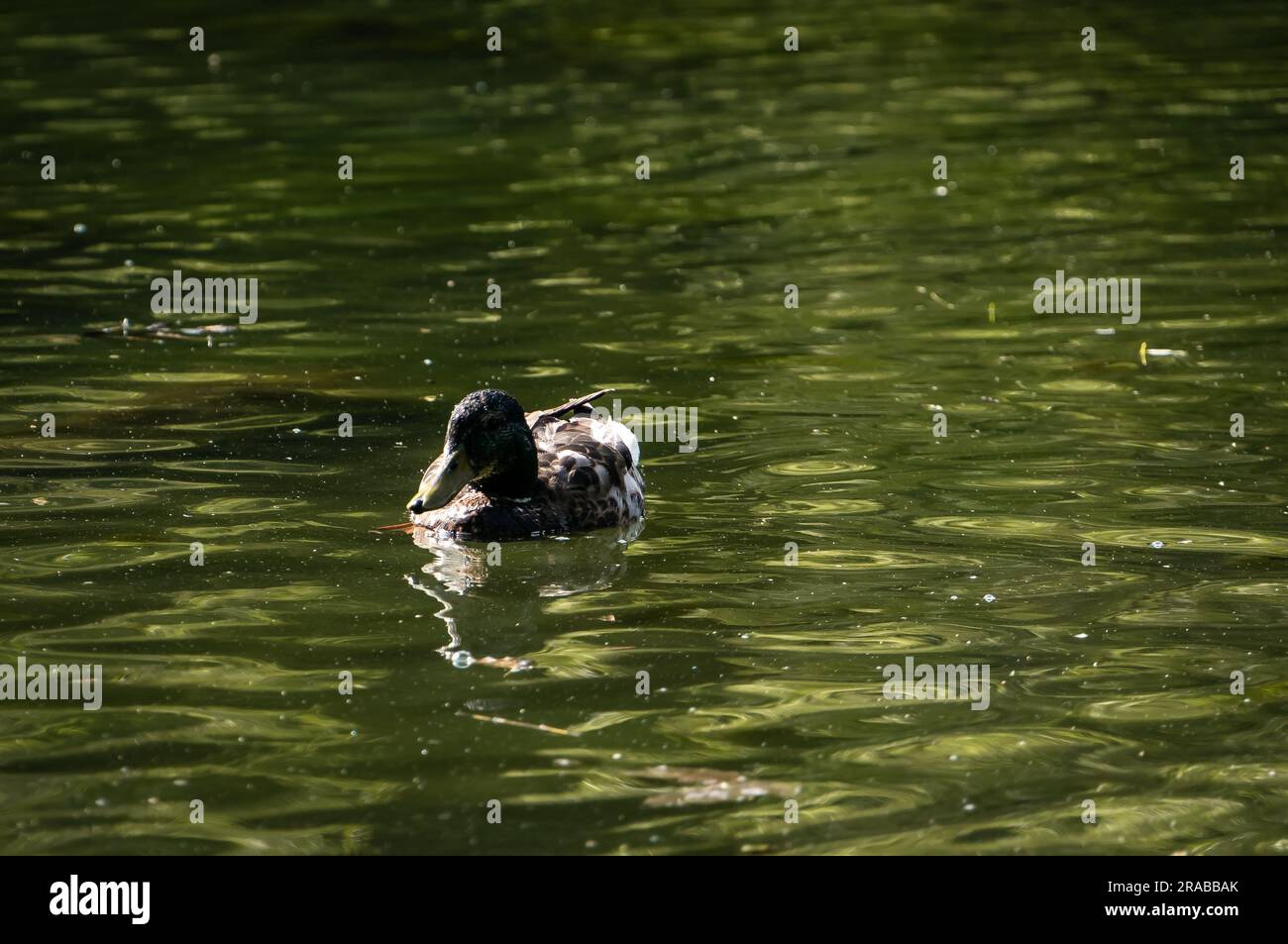 Birdwatchers uk duck hi-res stock photography and images - Alamy