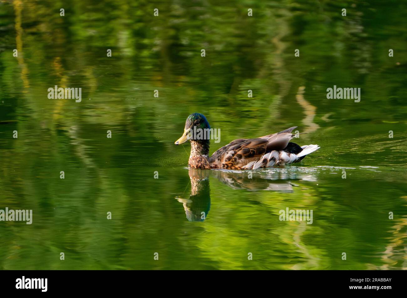 Birdwatchers uk duck hi-res stock photography and images - Alamy