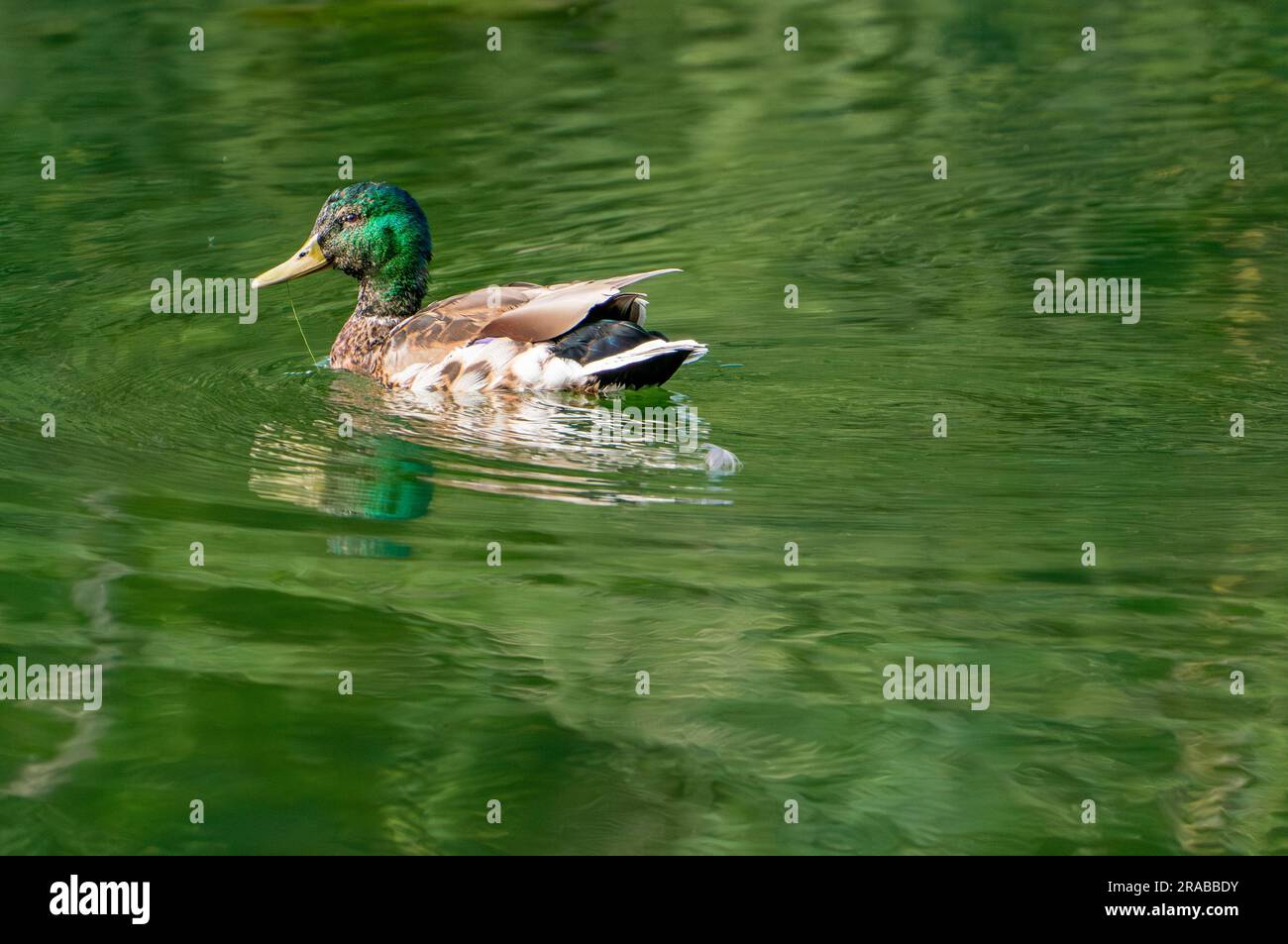 Birdwatchers uk duck hi-res stock photography and images - Alamy