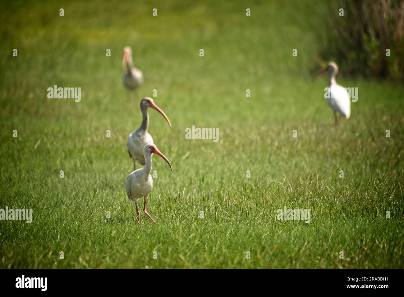 UNITED STATES - June 2023: Ibis spend time catching bugs in the ...
