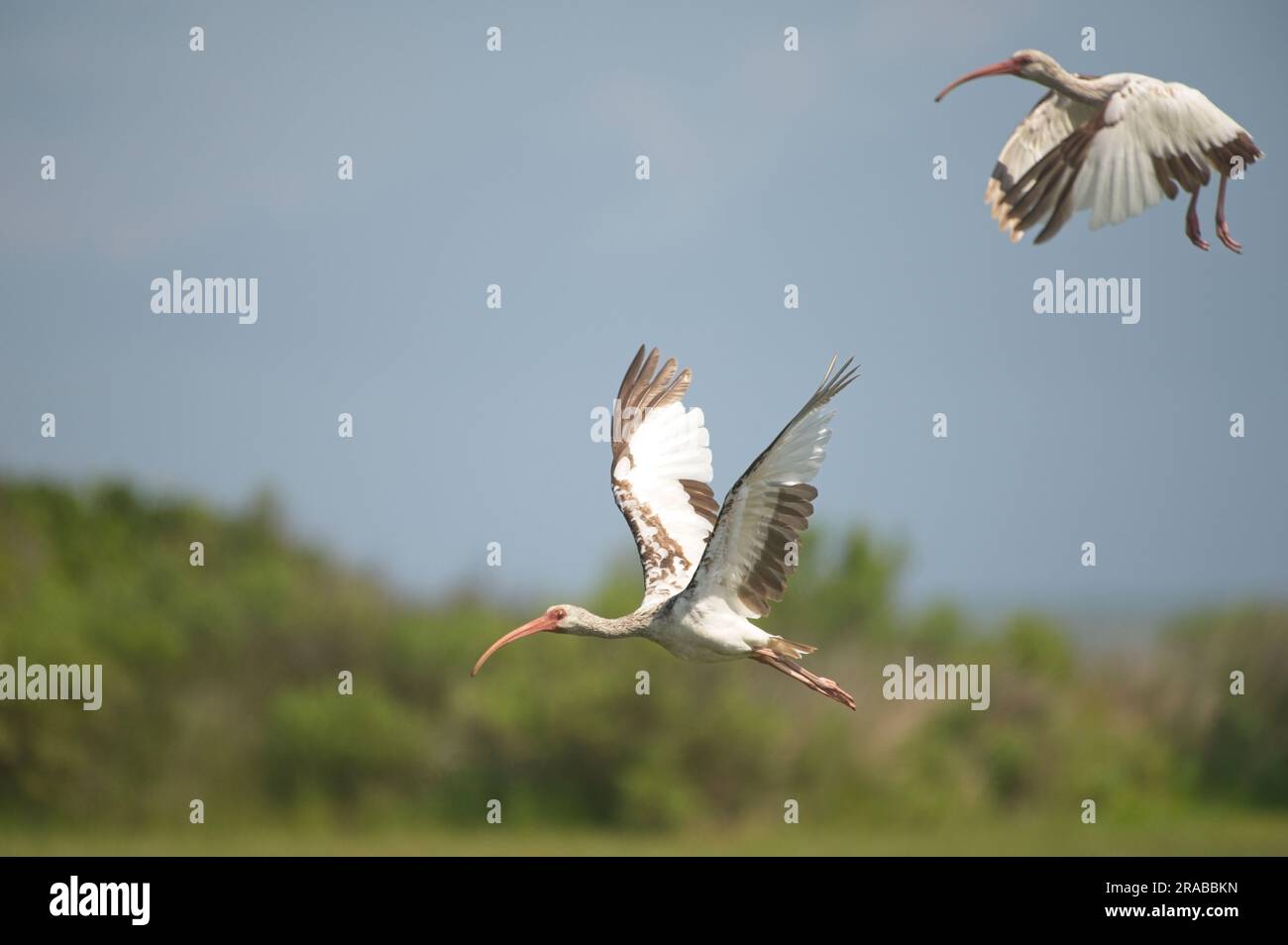 UNITED STATES - June 2023: Ibis spend time catching bugs in the ...