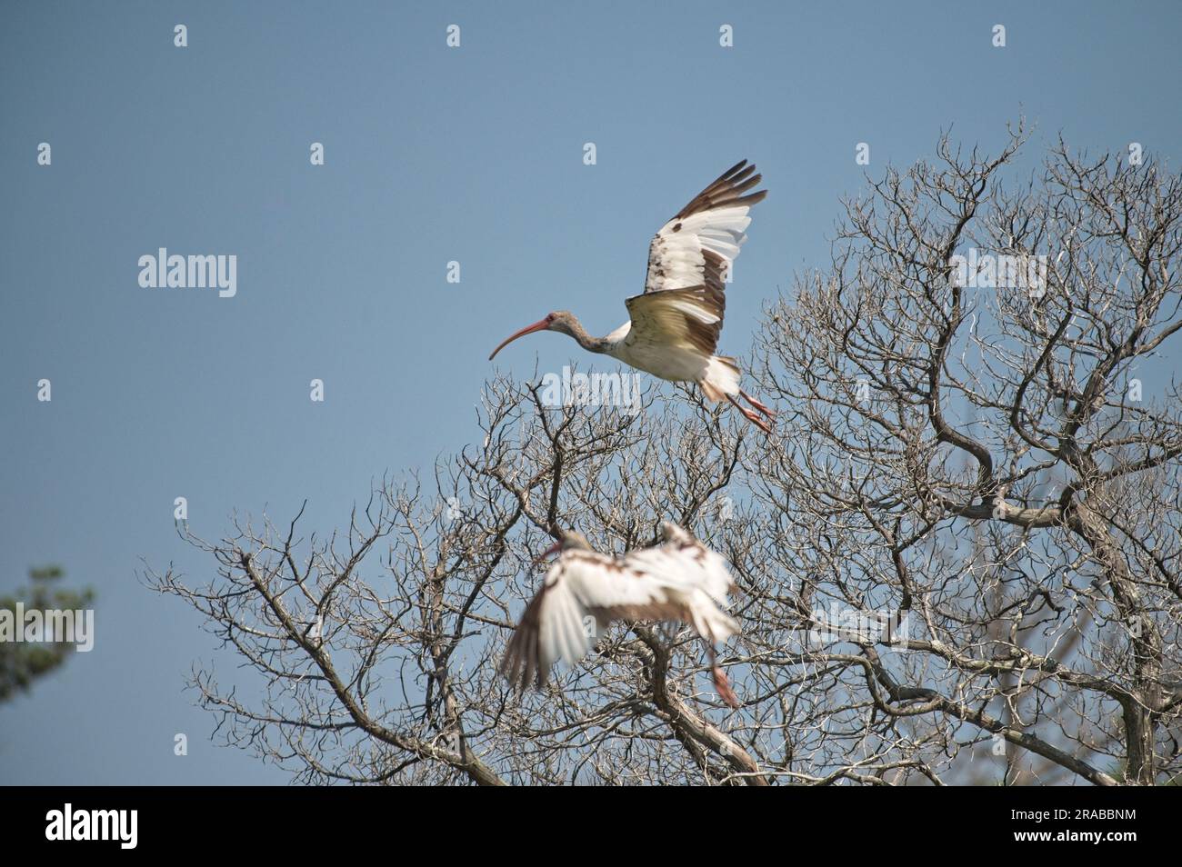 UNITED STATES - June 2023: Ibis spend time catching bugs in the ...