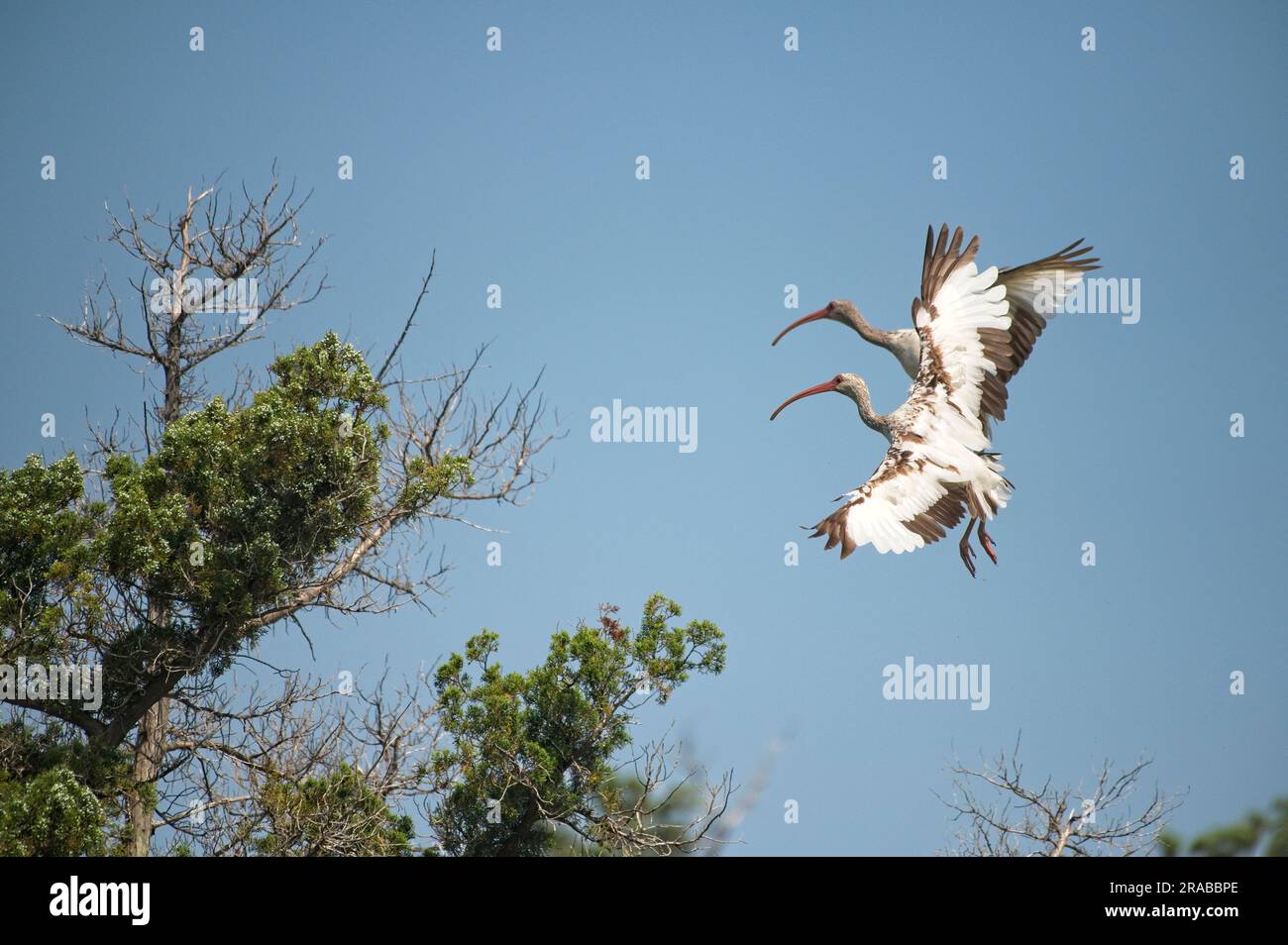 UNITED STATES - June 2023: Ibis spend time catching bugs in the ...