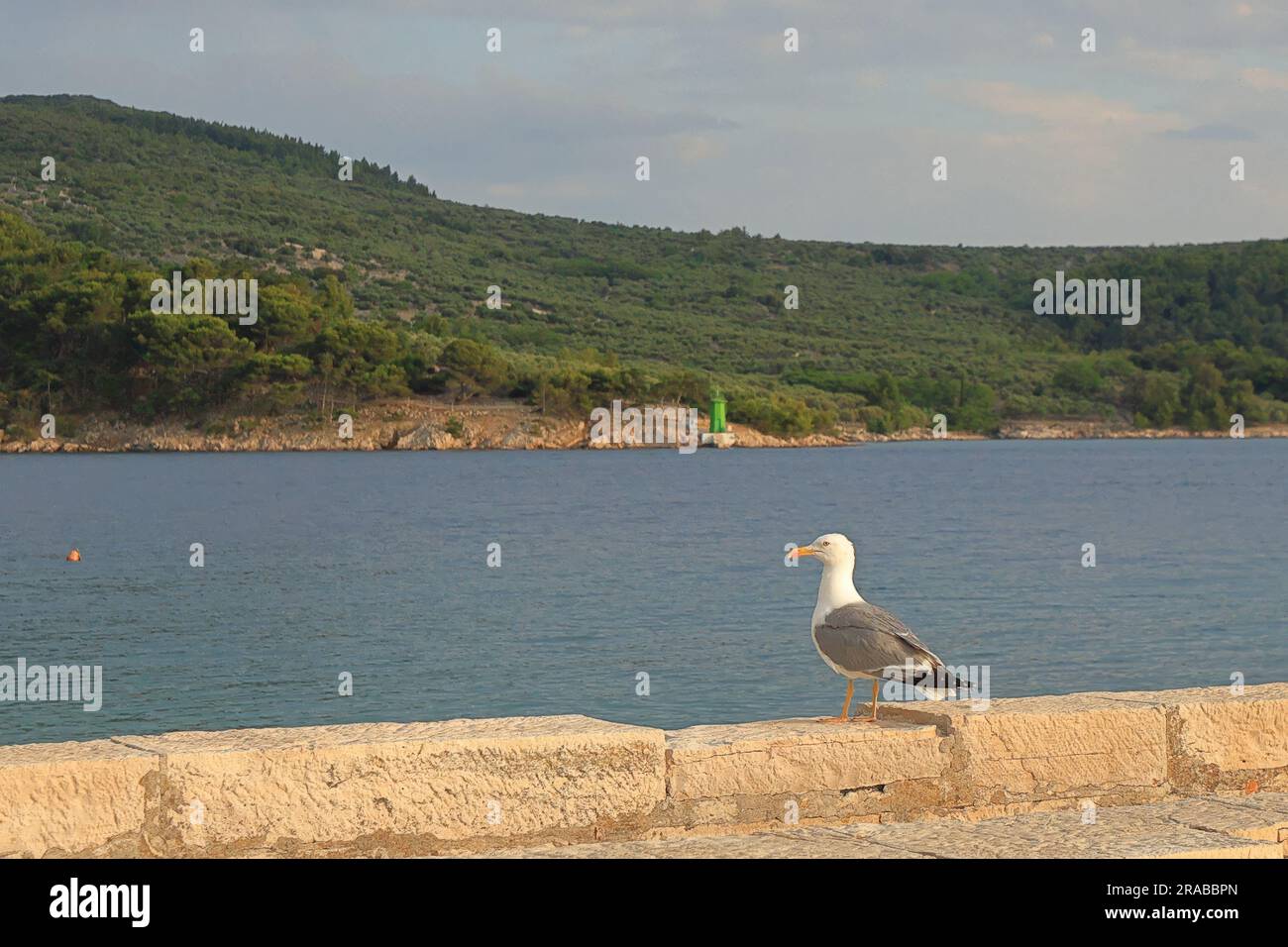 Seagull perching on water hi-res stock photography and images - Alamy