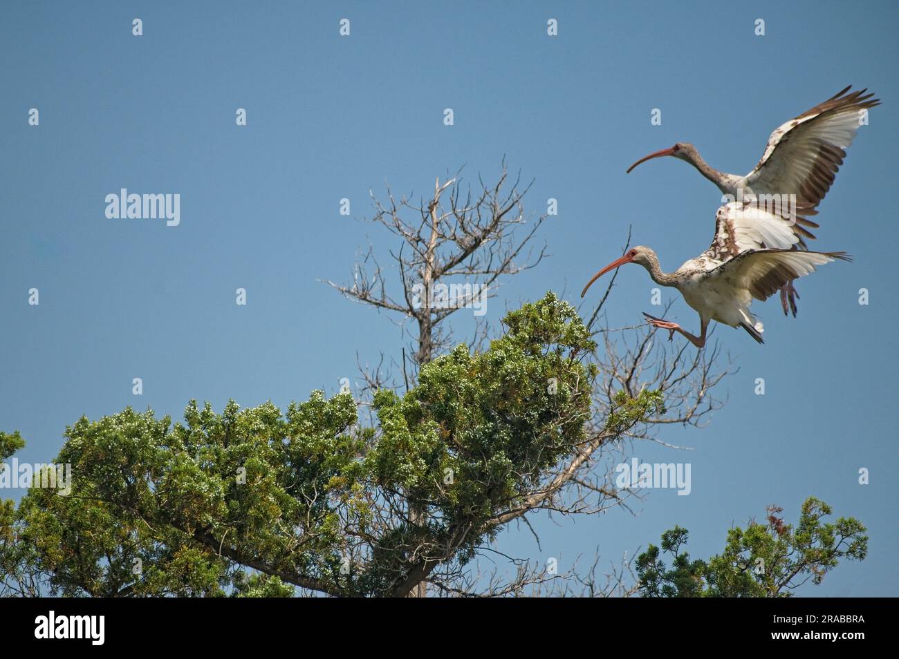 UNITED STATES - June 2023: Ibis spend time catching bugs in the ...