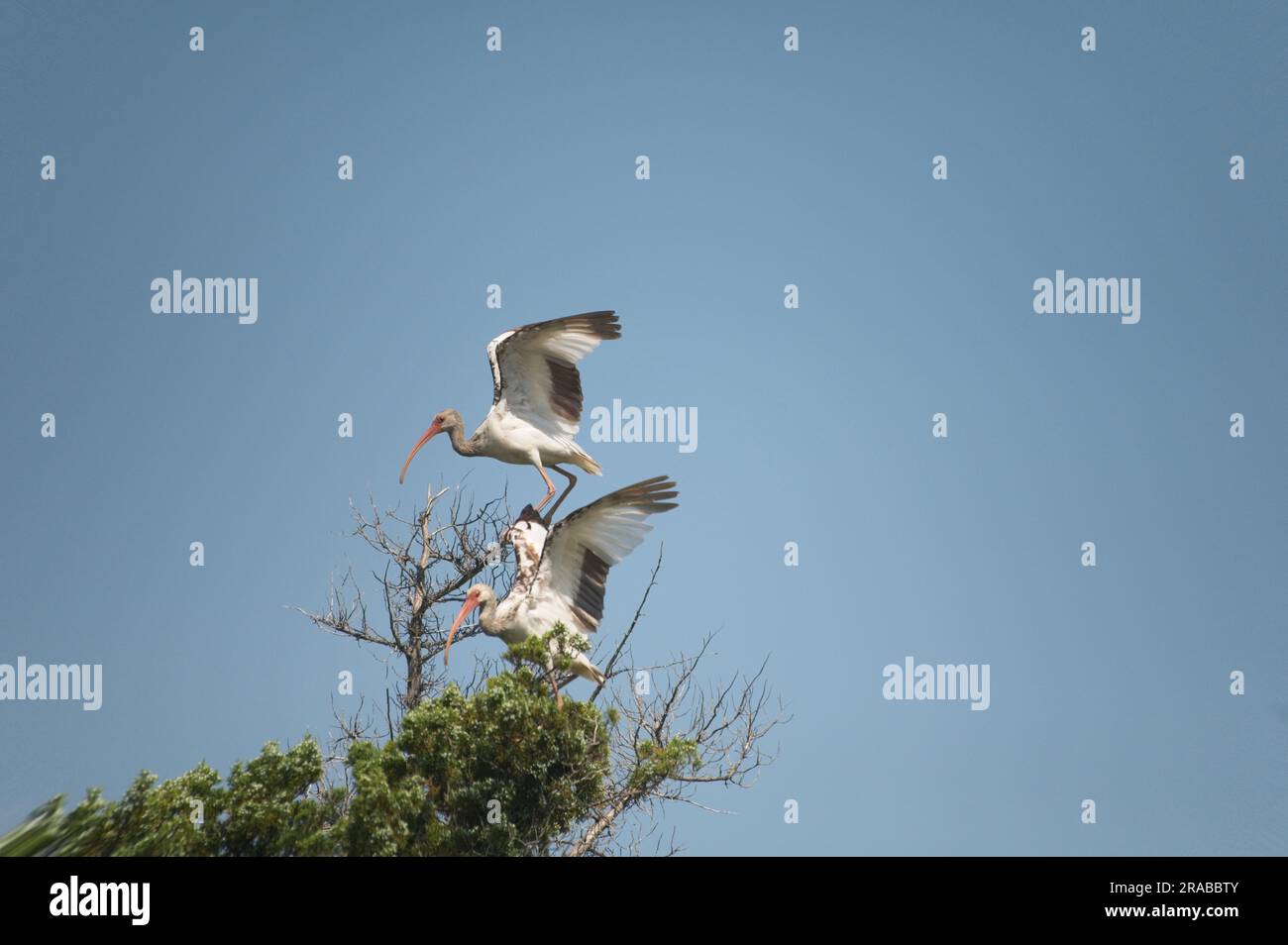 UNITED STATES - June 2023: Ibis spend time catching bugs in the ...