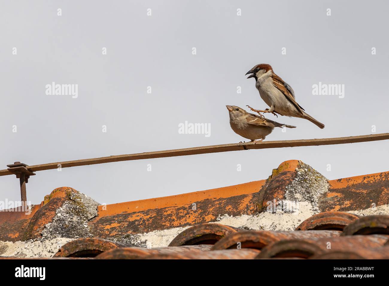 Male female sparrows hi-res stock photography and images - Alamy
