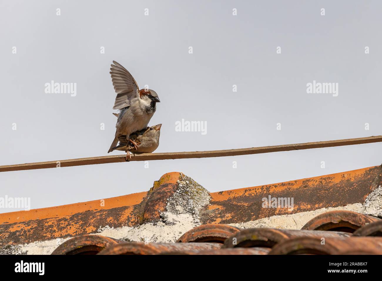 Male and female sparrows hi-res stock photography and images - Alamy