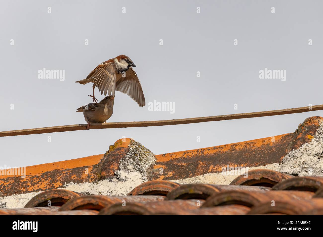 Avian mating hi-res stock photography and images - Alamy