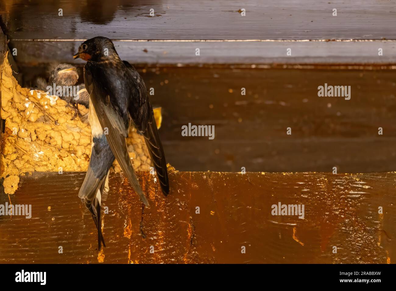 young swallows fednin their nest Stock Photo - Alamy