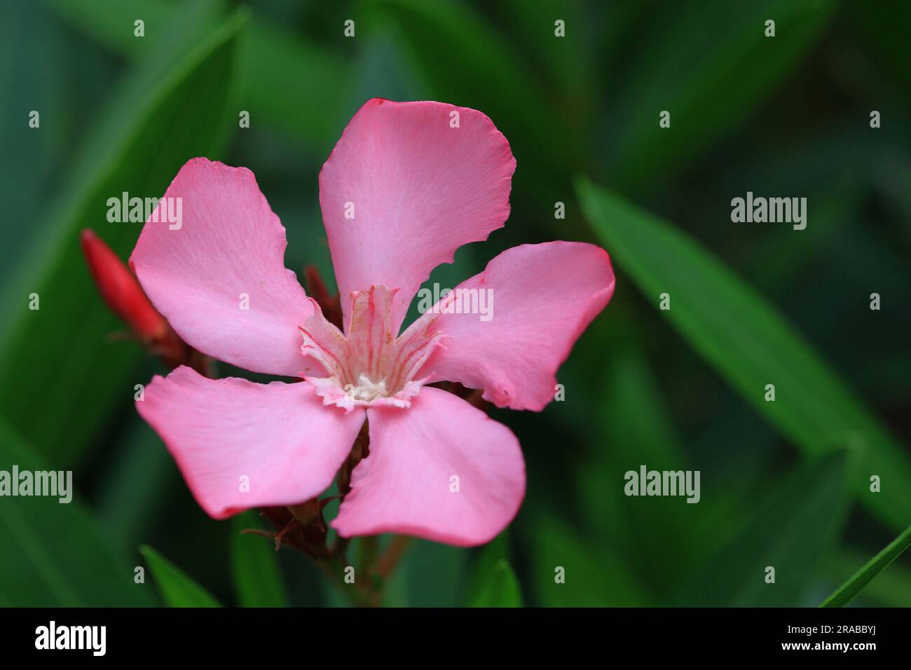 Flowering oleander hi-res stock photography and images - Alamy