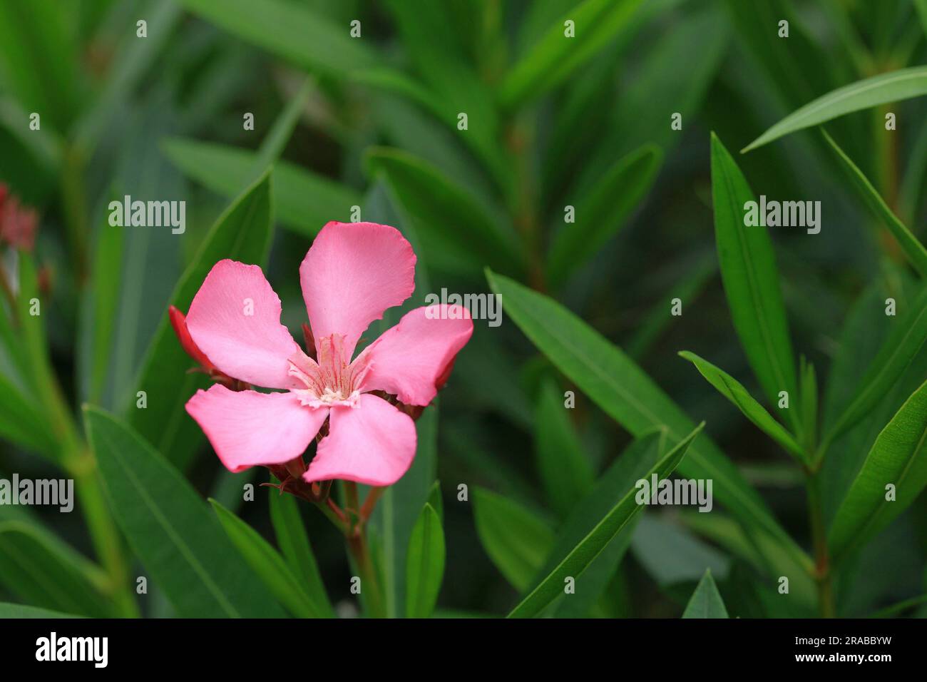 Oleander photography hi-res stock photography and images - Alamy