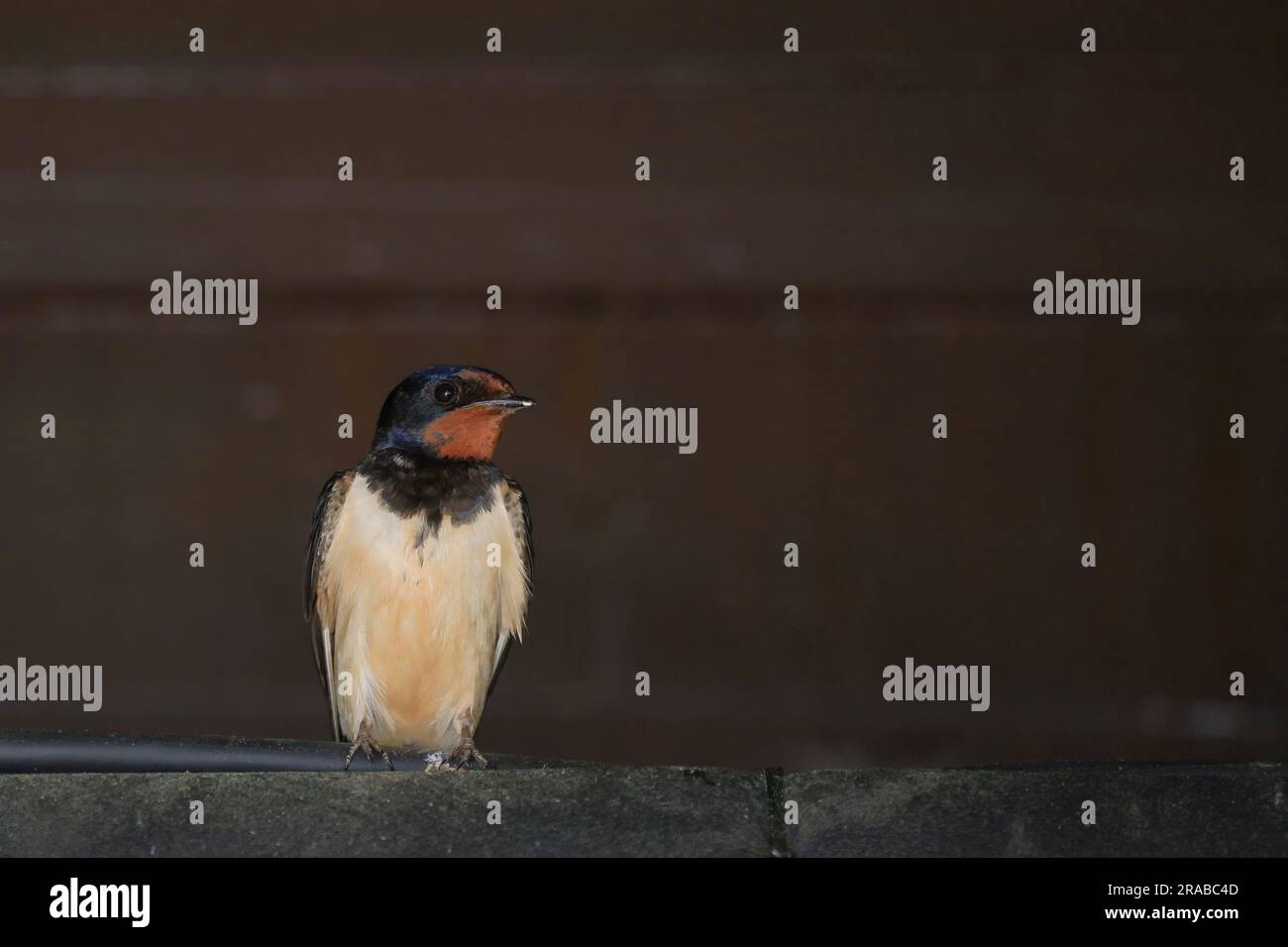 Chimney swallow hi-res stock photography and images - Alamy