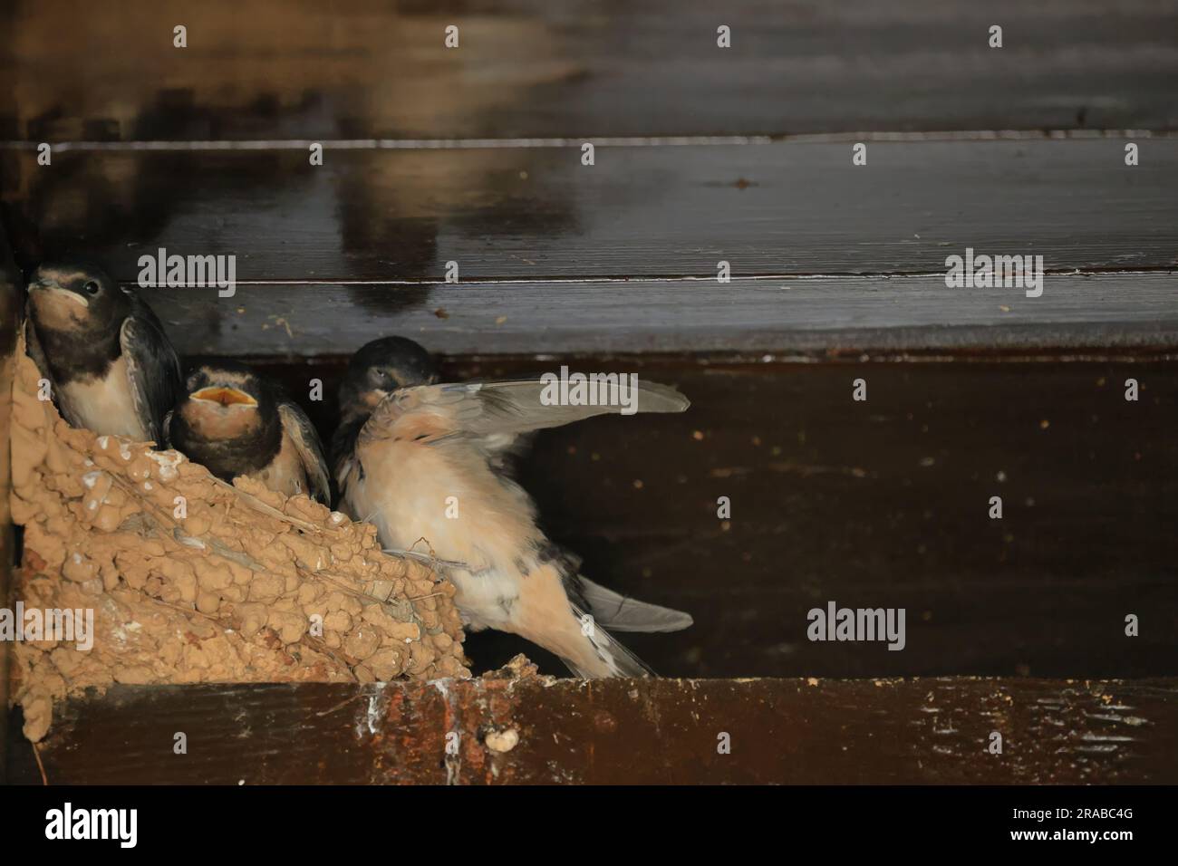 Chimney swallow hi-res stock photography and images - Alamy