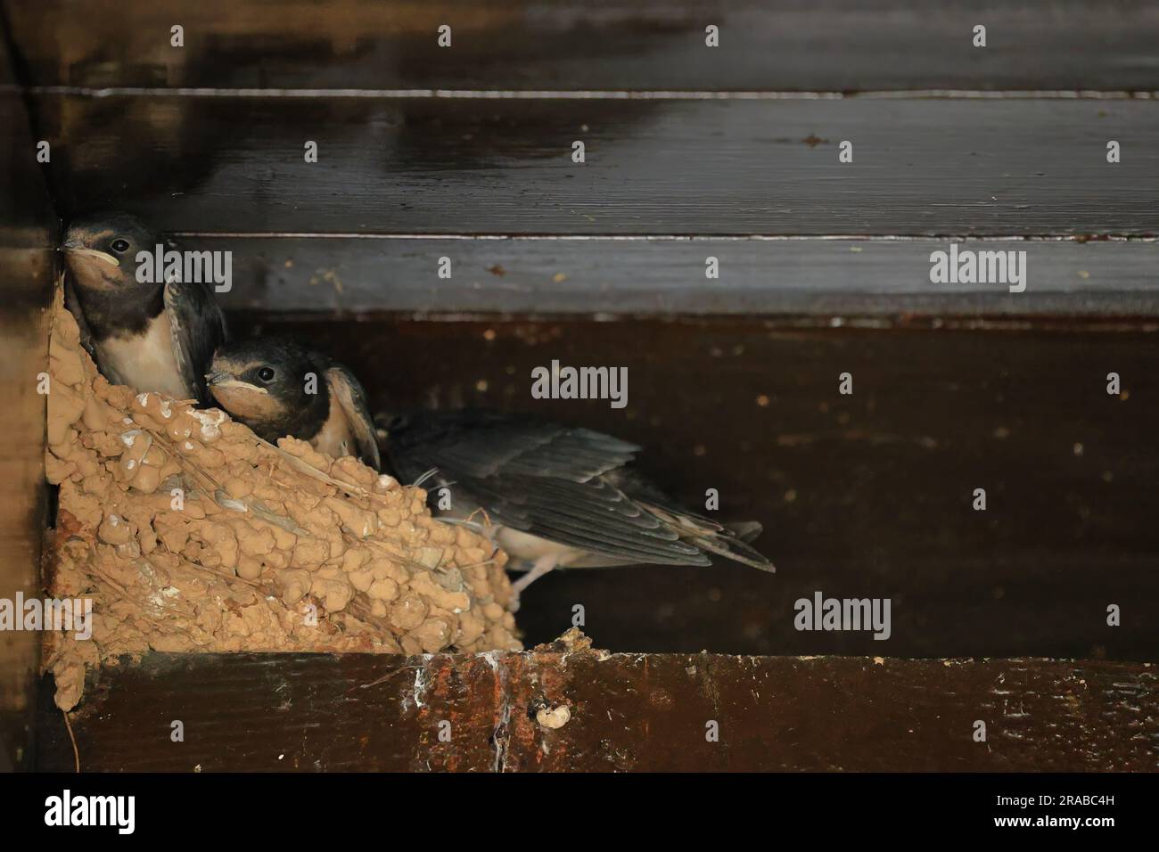 swallow fed young swallows in nest Stock Photo - Alamy